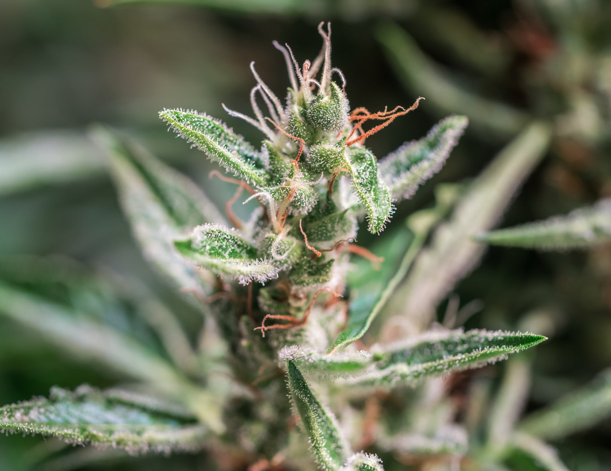 Hos Herbz forhandler vi nøje udvalgte CBD produkter i høj kvalitet ...